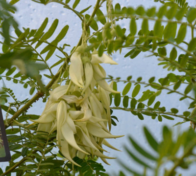 Clianthus puniceus White heron 4L potted plant half hardy perennial