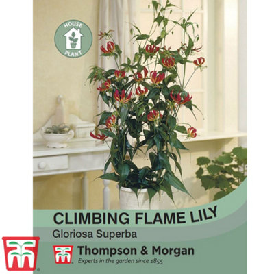 Climbing flame lily 1 Seed Seed Packet (10 seeds) | DIY at B&Q