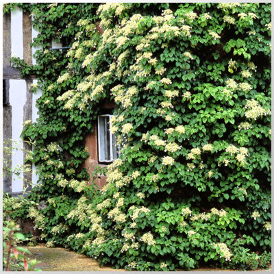 Climbing Hydrangea Anomala Petiolaris In 1.5L Pot, Large Shrub with ...
