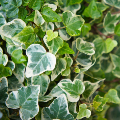 Climbing Ivy Plant 'Glacier' In a 9cm Pot Ready To Plant - Climbing ...