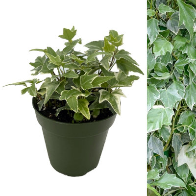 Climbing Ivy Plant 'Glacier' In a 9cm Pot Ready To Plant - Climbing ...