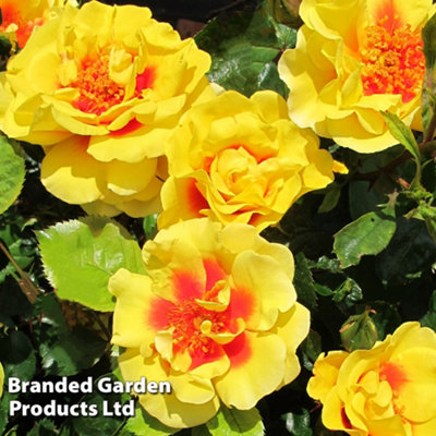 Climbing Patio Rose 'Peter's Persica' 2 Bare Root Plants