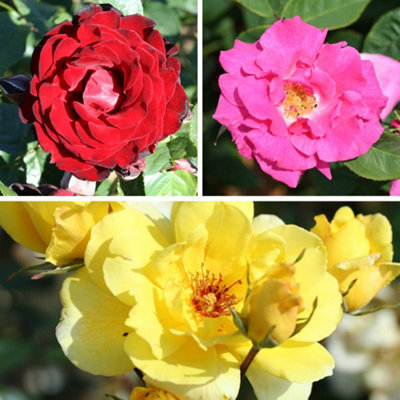 Climbing Rose Collection - 3 varieties supplied as professional quality ...