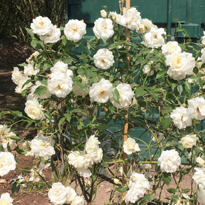 Climbing Rose Snow Princess Hardy Plants Outdoor Garden Ready Garden ...