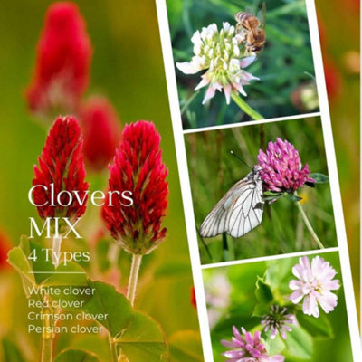 CLOVER Clover Mix Cover Crop SEED HARD WEARING LAWN PREMIUM TOUGH FAST ...