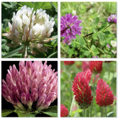 Clover Seeds CRIMSON MICRO Mix and Match 4 TYPES OF CLOVER seeds white ...