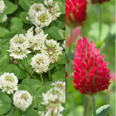 Clover Seeds Crimson red and Clover White MICRO 2 TYPES OF CLOVER 1kg