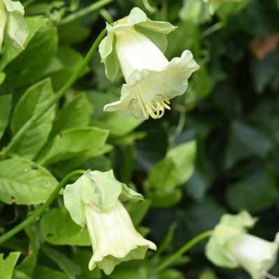 Cobaea Scandens Alba 1 Seed Packet (4 Seeds)