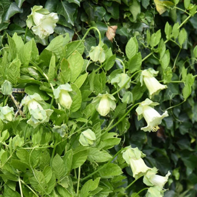 Cobaea Scandens Alba 1 Seed Packet (4 Seeds)