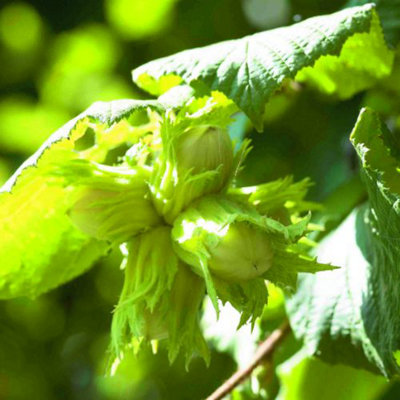 Cobnut (Filbert) Kentish Cob 1 Bare Root Tree