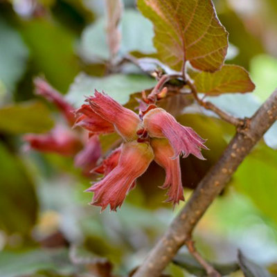 Cobnut (Filbert) Red Cracker 1 Bare Root Tree