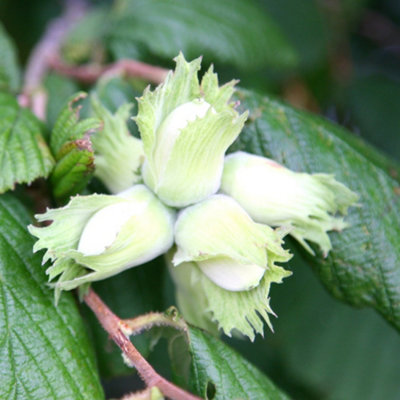 Cobnut Kentish Cob Cobnut & Filbert Fruiting Outdoor Fruit Tree 9L Pot 1.2m