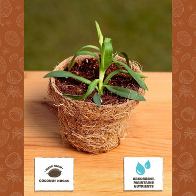 COCO & COIR Biodegradable Round Plant Pots 20cm 6 pack Plastic Free Eco ...