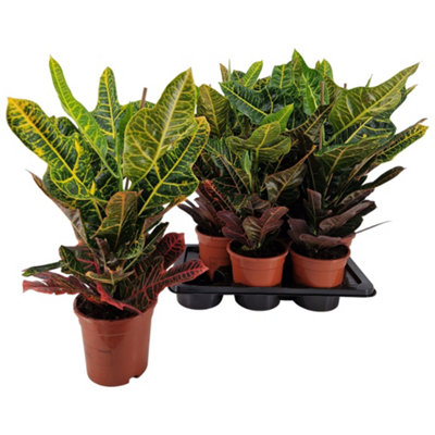 Cod Var Excellent, 17cm Pot Size, 60cm Tall, Cod Var Excellent is ...