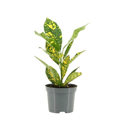 Cod Var Gold Sun, 508cm Pot Size, 20cm Tall, Potato vine, Indoor Houseplant