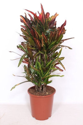 Cod Var Mammi, 27cm Pot Size, 120cm Tall, Codiaeum, Indoor Houseplant