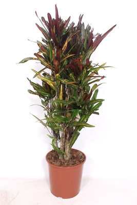 Cod Var Mammi, 30cm Pot Size, 150cm Tall, Snake plant, Indoor Houseplant