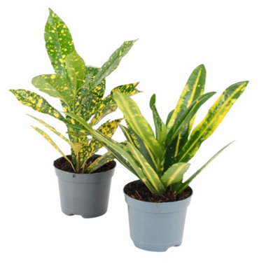 Cod Var Mixed, 508cm Pot Size, 20cm Tall, Coleus, Indoor Houseplant