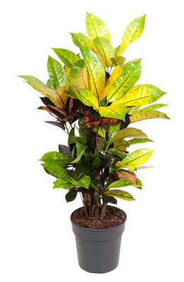 Cod Var Mrs Iceton VerStemt, 19cm Pot Size, 60cm Tall, Coleus, Indoor ...