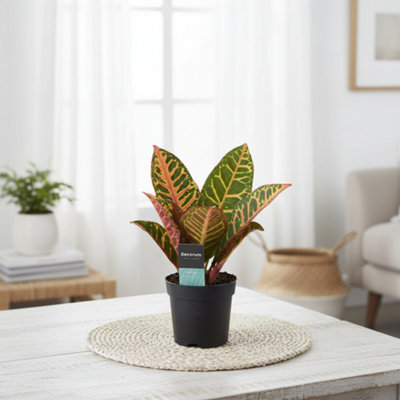 Cod Var Petra Pot size 7 Cm Height 20 Croton Indoor Houseplant