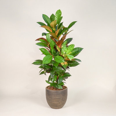 Codiaeum Iceton Branched - Croton Indoor Plant
