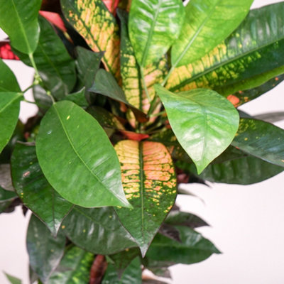 Codiaeum Iceton Branched - Croton Indoor Plant