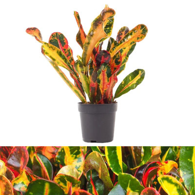 Codiaeum Mammi in 12cm Pot - Joseph's Coat - Multicoloured Indoor Plant ...