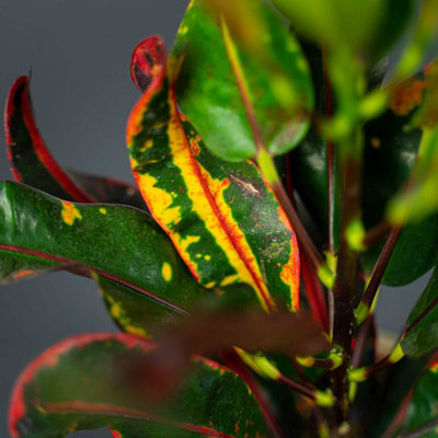 Codiaeum Mammi in 12cm Pot - Joseph's Coat - Multicoloured Indoor Plant ...
