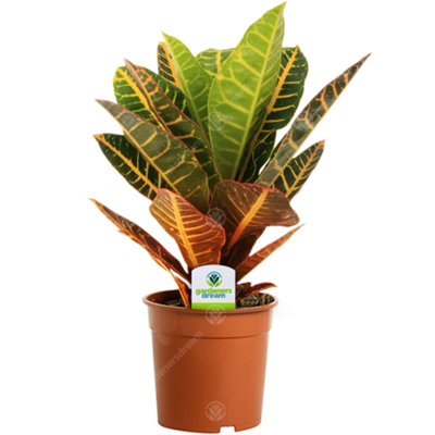 Codiaeum 'Petra' Plant - Colorful Foliage for Indoor Spaces, Easy Care ...