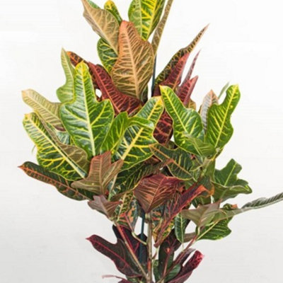Codiaeum variegatum Excellent - Variegated Croton (20-30cm Height ...
