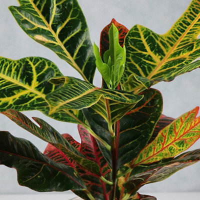 Codiaeum variegatum Excellent - Variegated Croton (20-30cm Height ...