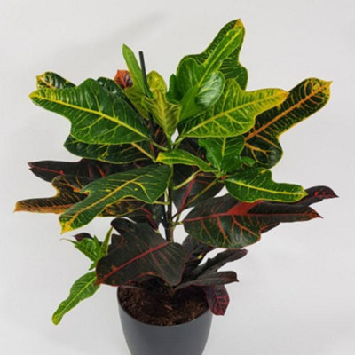 Codiaeum variegatum var. pictum Excellent 13cm Pot x 1