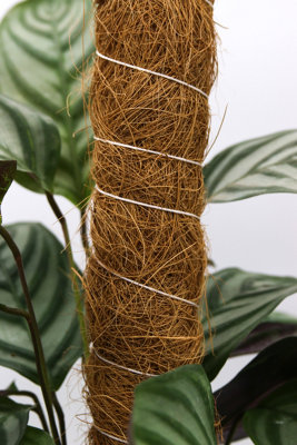 Coir Products 120cm Coir GrowPole for Plant Support