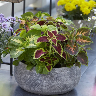 Coleus T&M Prize Strain Improved 1 Seed Packet