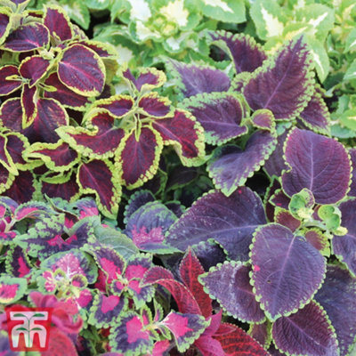 Coleus Wizard Mixed 1 Seed Packet (50 Seeds)