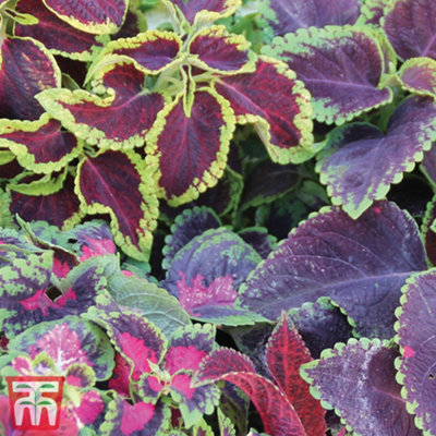 Coleus Wizard Mixed 1 Seed Packet (50 Seeds)