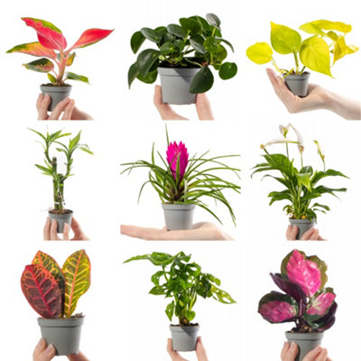Collection Of 6 x Small Baby Evergreen Mixed Indoor House Plants ...