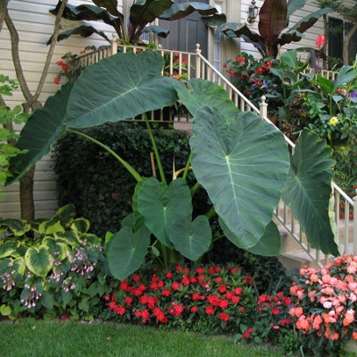 Colocasia Jacks Giant Taro 9cm potted plant