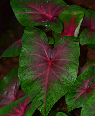 Colocasia Redemption - Impressive Foliage - supplied in a 12cm pot