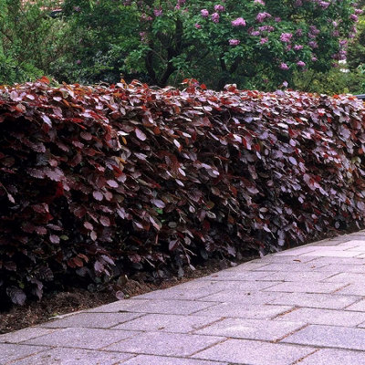 Common Beech Fagus Sylvatica Hedging Plant 10 x Bare Root Plants 60cm ...