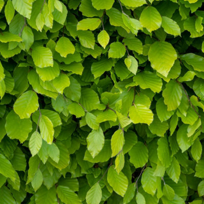 Common Beech Hedge Fagus sylvatica Set of 10 Bare Roots, 40-60cm tall