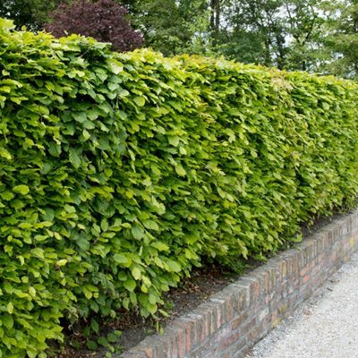 Common Beech Hedge Fagus sylvatica Set of 25 Bare Roots 60-90cm tall