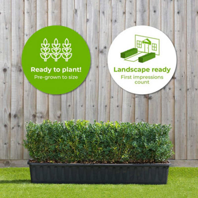 Common box Trough Instant Hedge 1m