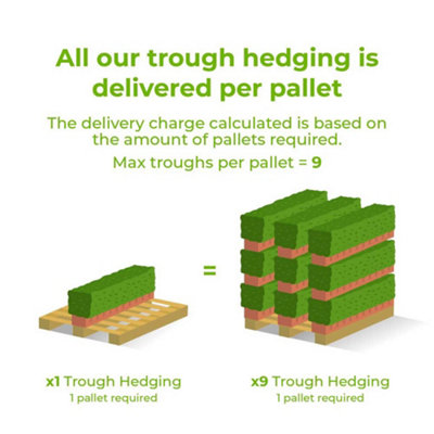 Common box Trough Instant Hedge 1m