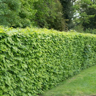 COMMON HORNBEAM CARPINUS BETULUS HEDGING 25 X BARE ROOT PLANTS 40CM - 60CM
