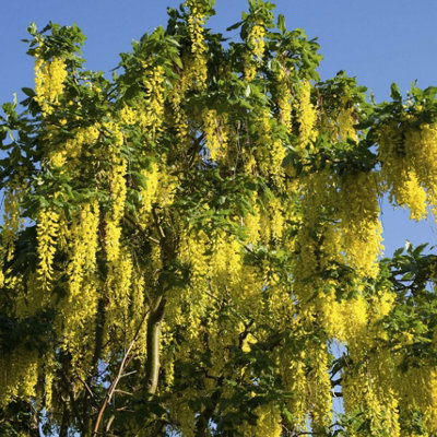 Common Laburnum / Laburnum Anagyroides 2-3ft Tall, Multi Stemmed in 2L Pot
