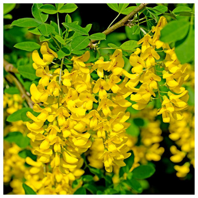 Common Laburnum Tree 50-80cm Tall Laburnum Anagyroides / Golden Rain ...