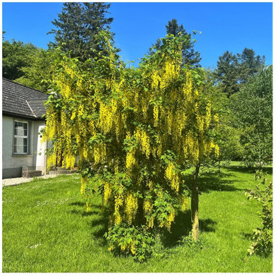 Common Laburnum Tree / Laburnum Anagyroides - Golden Chain, Golden Rain ...