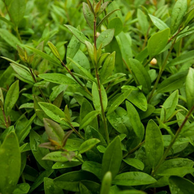 Common Privet 60/90cm bare root 100 Pack - Hedges Direct