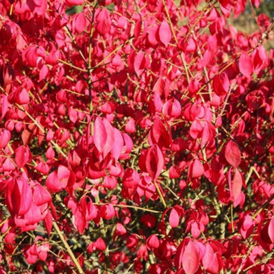 Compactus Winged Spindle Fire Bush Shrub Plant Euonymus Alatus 2L Pot